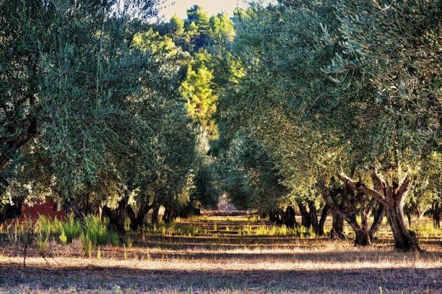 10 Most Beautiful Forests in Cyprus