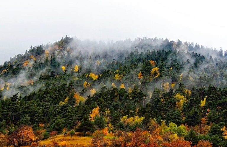 The most beautiful forests in France