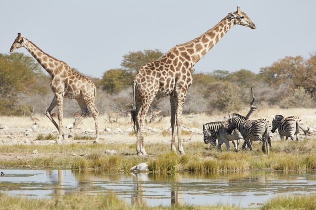 5 Things Angola Is Famous for